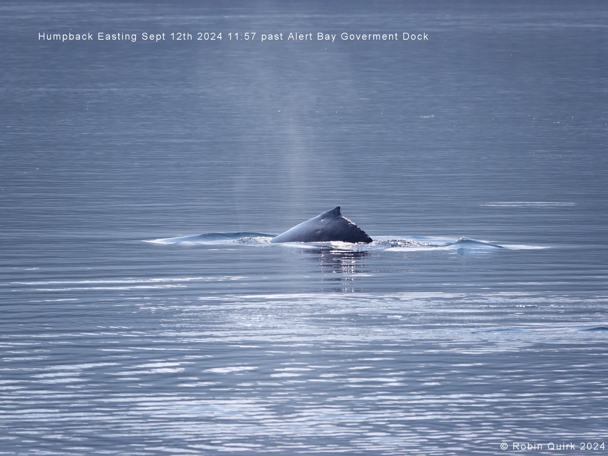 Solve Humpback Passes by Government Dock jigsaw puzzle online with 80 ...