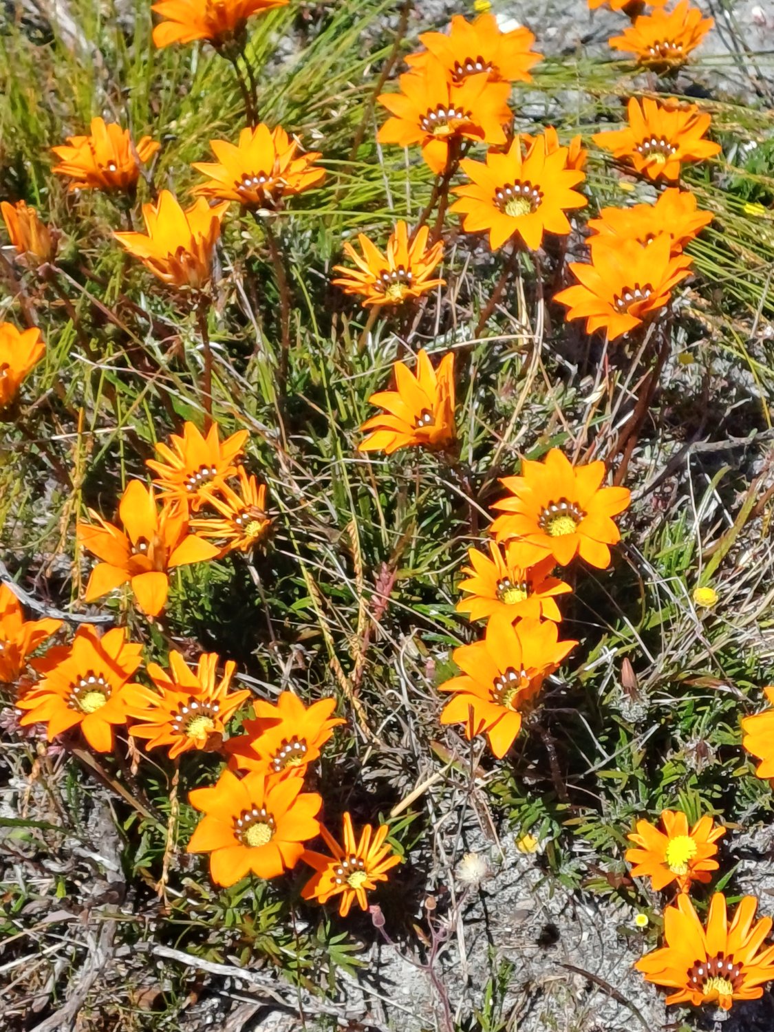 Solve Gazania pectinata jigsaw puzzle online with 192 pieces
