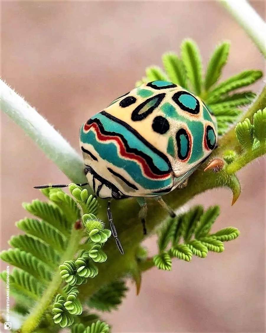 Solve Here is a Picasso bug. jigsaw puzzle online with 42 pieces