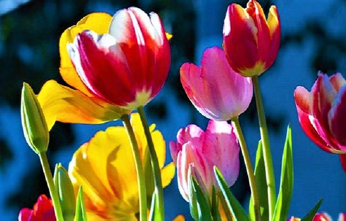 Solve Tulips jigsaw puzzle online with 60 pieces