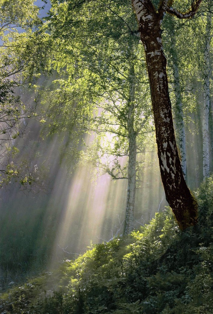 Solve Sunrays through the trees jigsaw puzzle online with 35 pieces