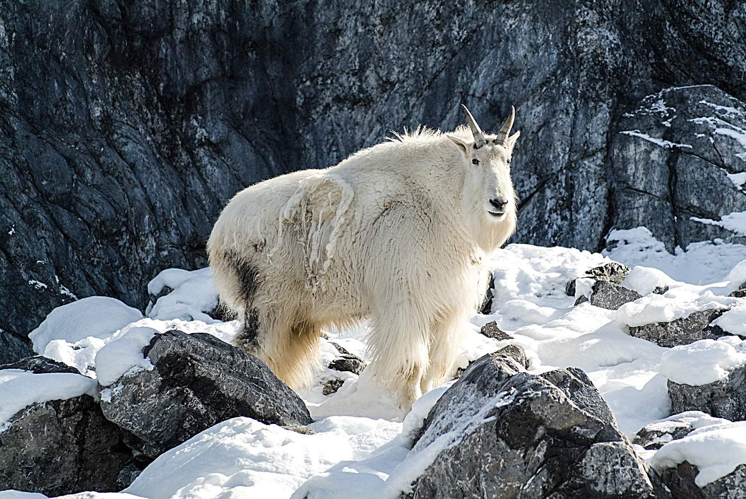 Solve Mountain Goat jigsaw puzzle online with 77 pieces