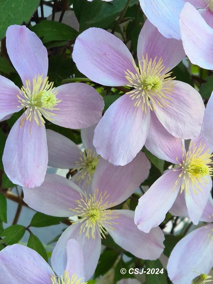 Solve MORNING WALK - Clematis (1) jigsaw puzzle online with 63 pieces