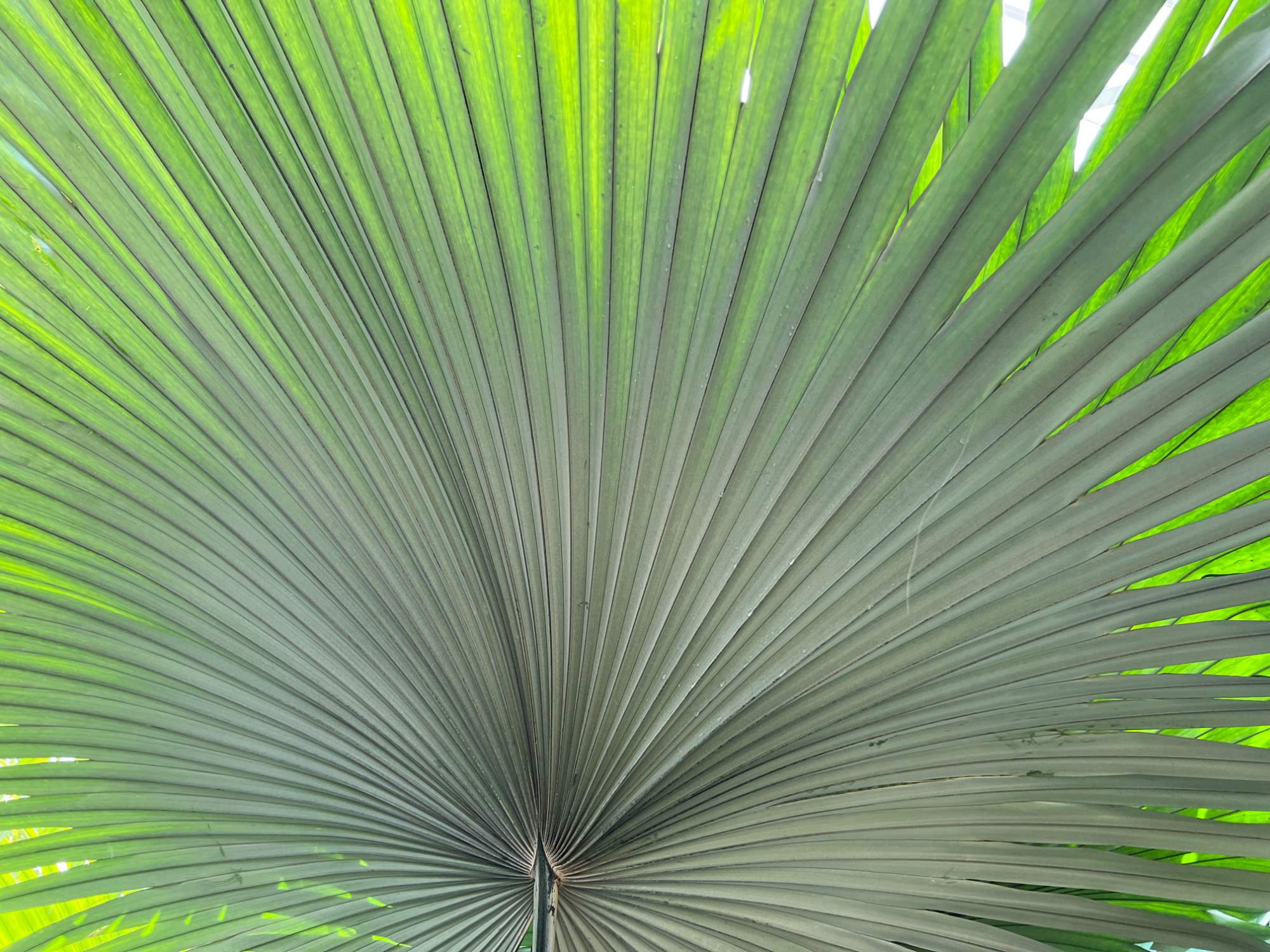 Solve Fan-fare jigsaw puzzle online with 336 pieces