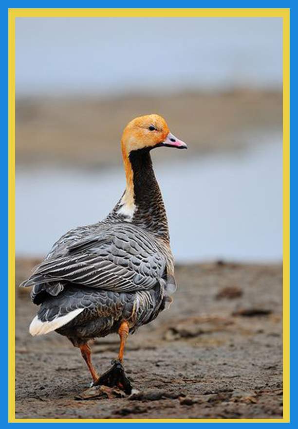 Jigsaw Puzzle | Emperor Goose | 70 pieces | Jigidi