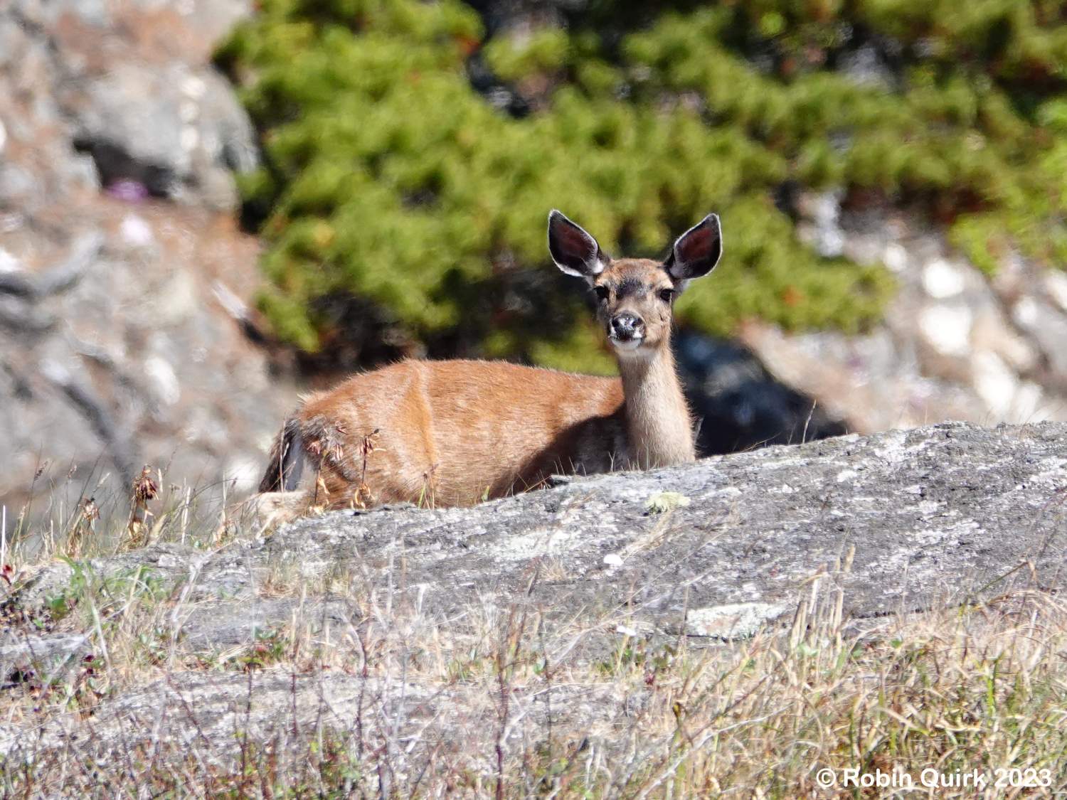 Solve Oh Deer! The deer was seen alone on a very small island at hide ...