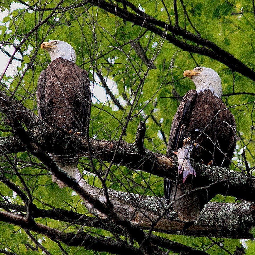 Solve Eagles jigsaw puzzle online with 306 pieces