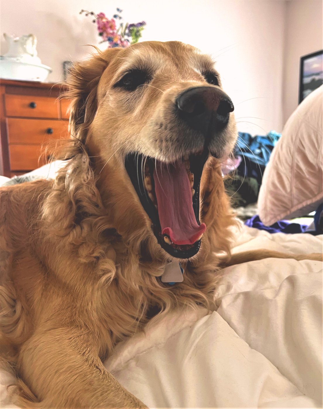 Solve Good morning! jigsaw puzzle online with 42 pieces