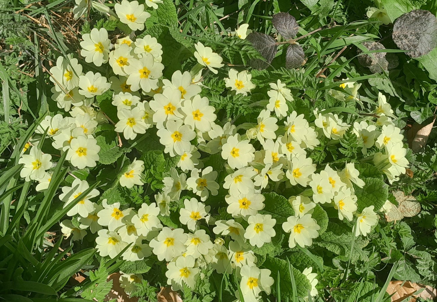 Solve Spring! jigsaw puzzle online with 12 pieces