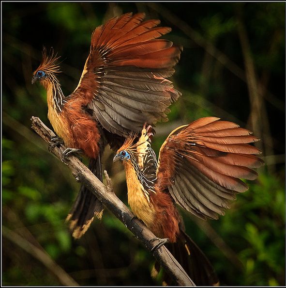 Solve Hoatzin -also known as the Stinkbird - Amazon & Orinoco Delta ...