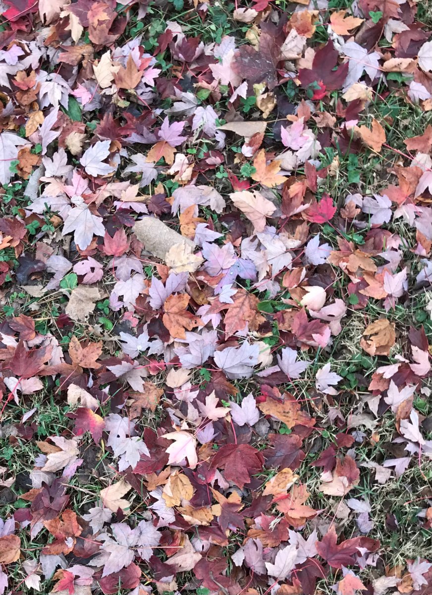 Solve The Fallen jigsaw puzzle online with 24 pieces