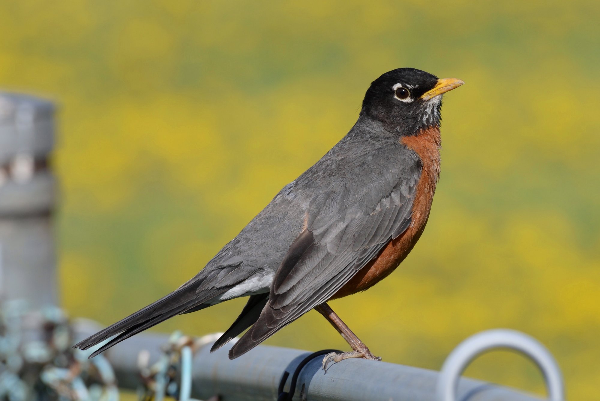 Solve North American Robin jigsaw puzzle online with 96 pieces