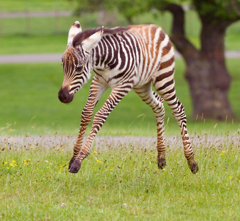 Solve baby zebra full of the joy of being, Longleat jigsaw puzzle ...