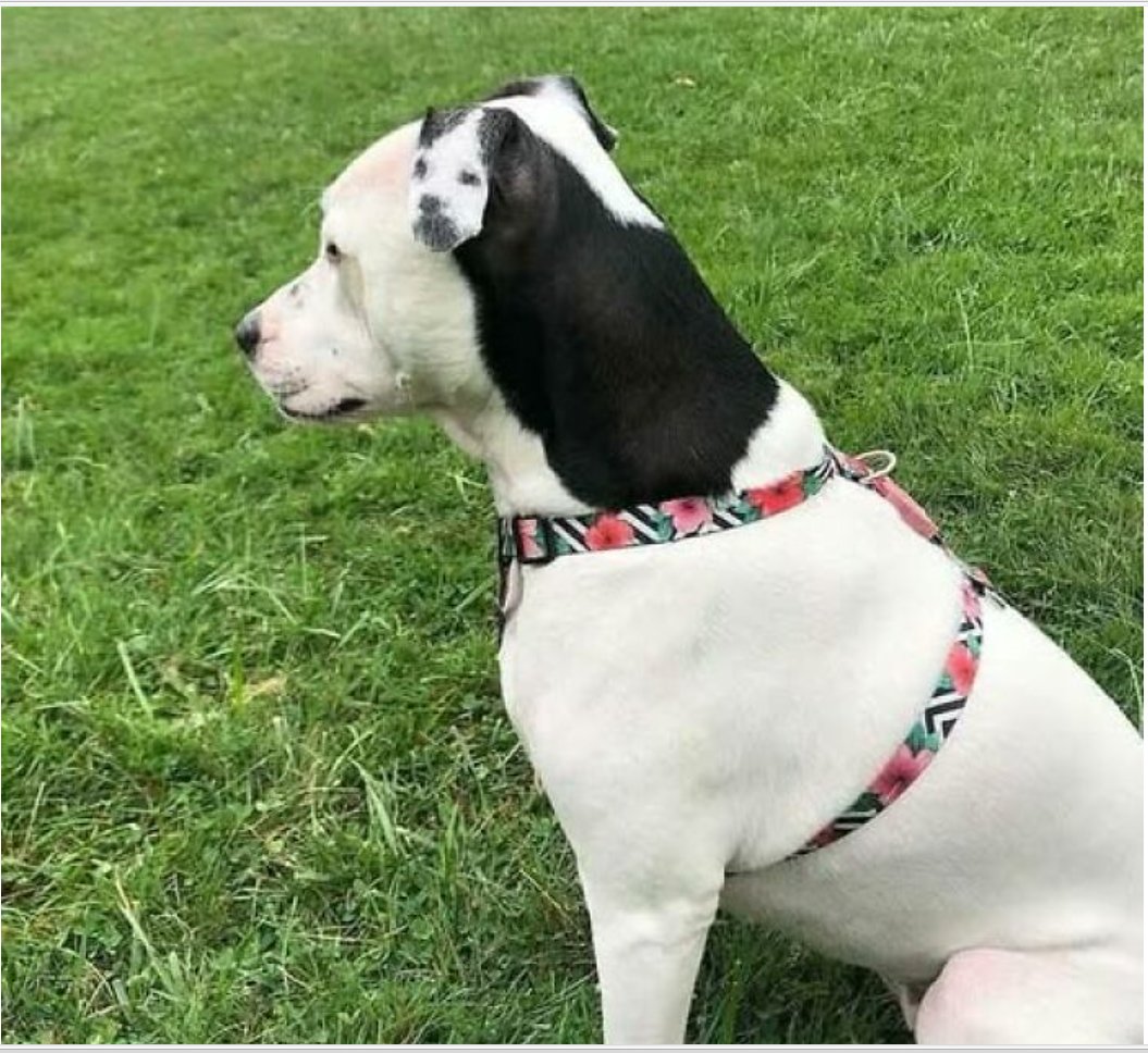 Solve This Dog Bears An Image Of A Dog On It's Ear. jigsaw puzzle ...