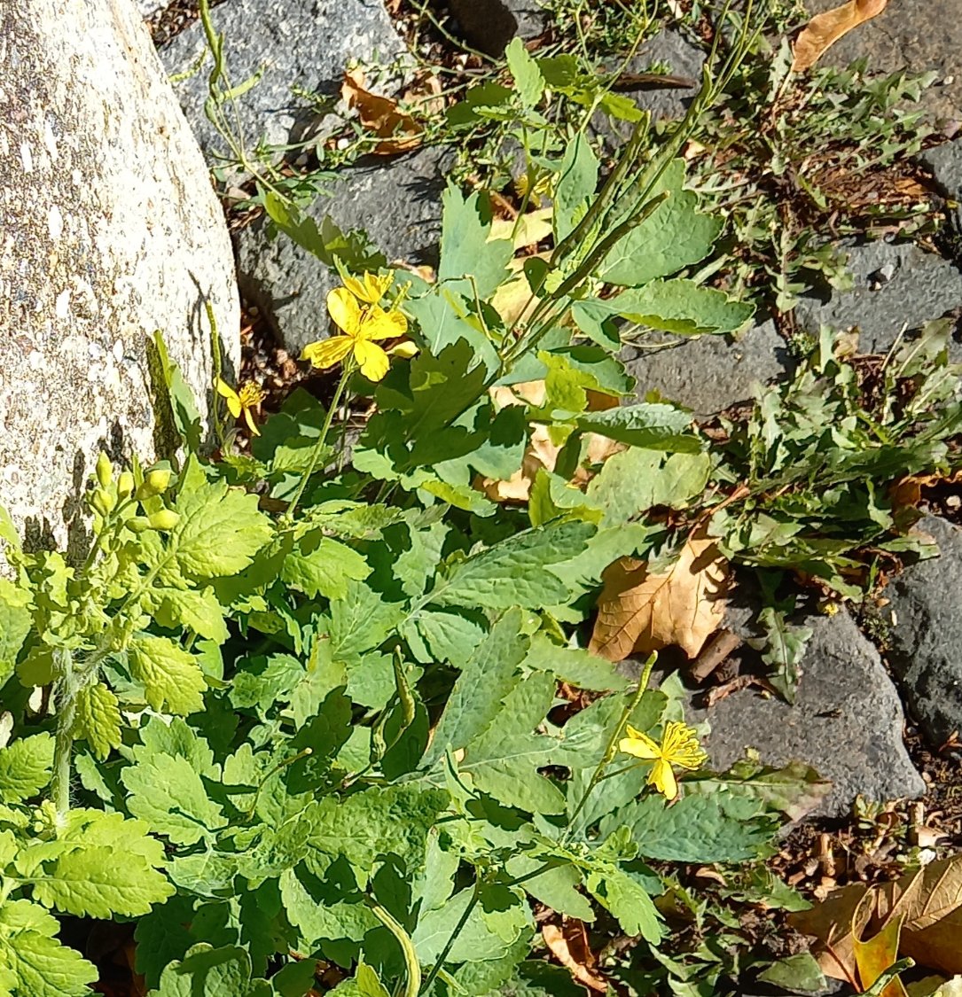 Solve Urban Biodiversity jigsaw puzzle online with 25 pieces