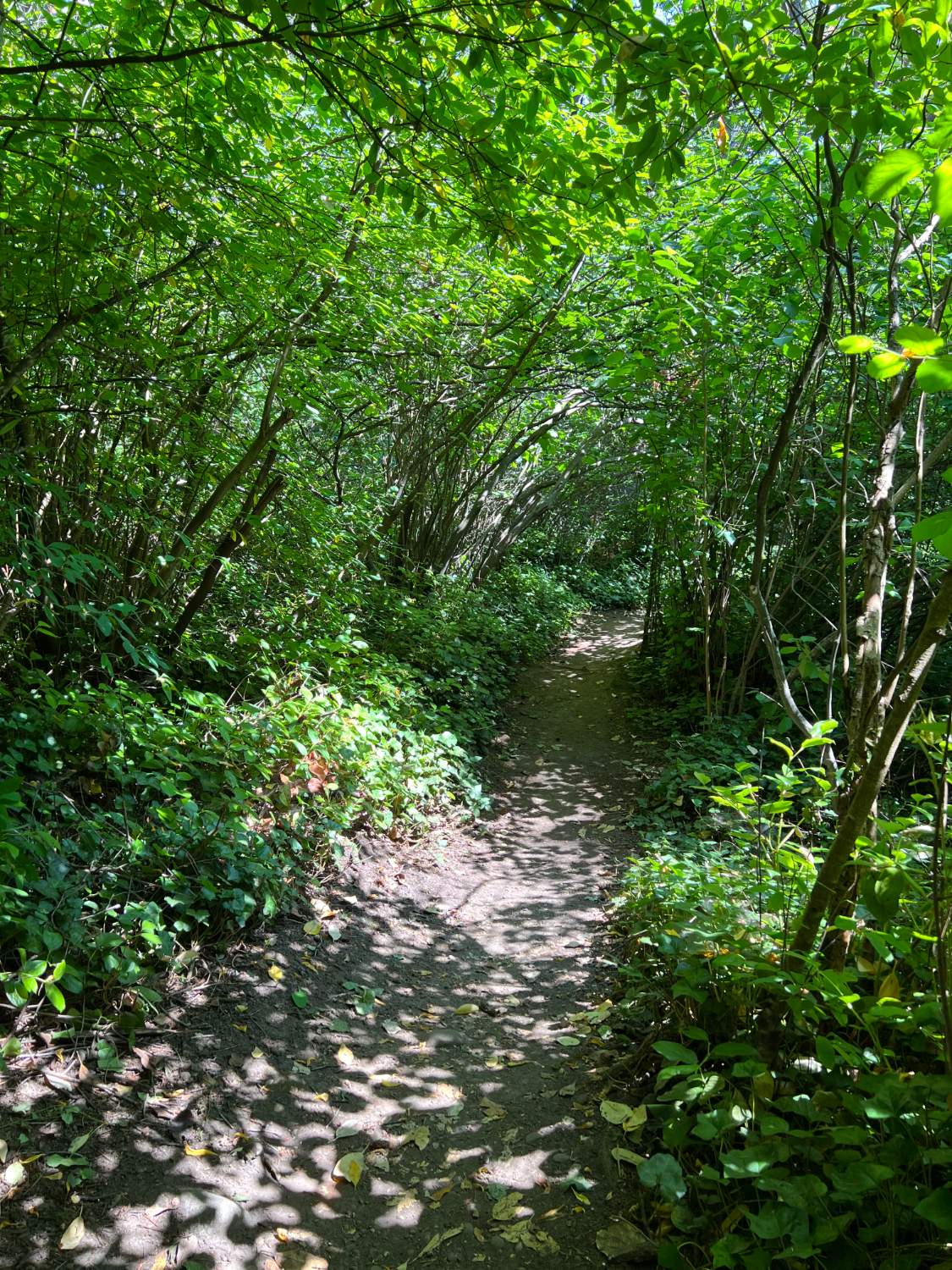 Jigsaw Puzzle | forest trail | 108 pieces | Jigidi