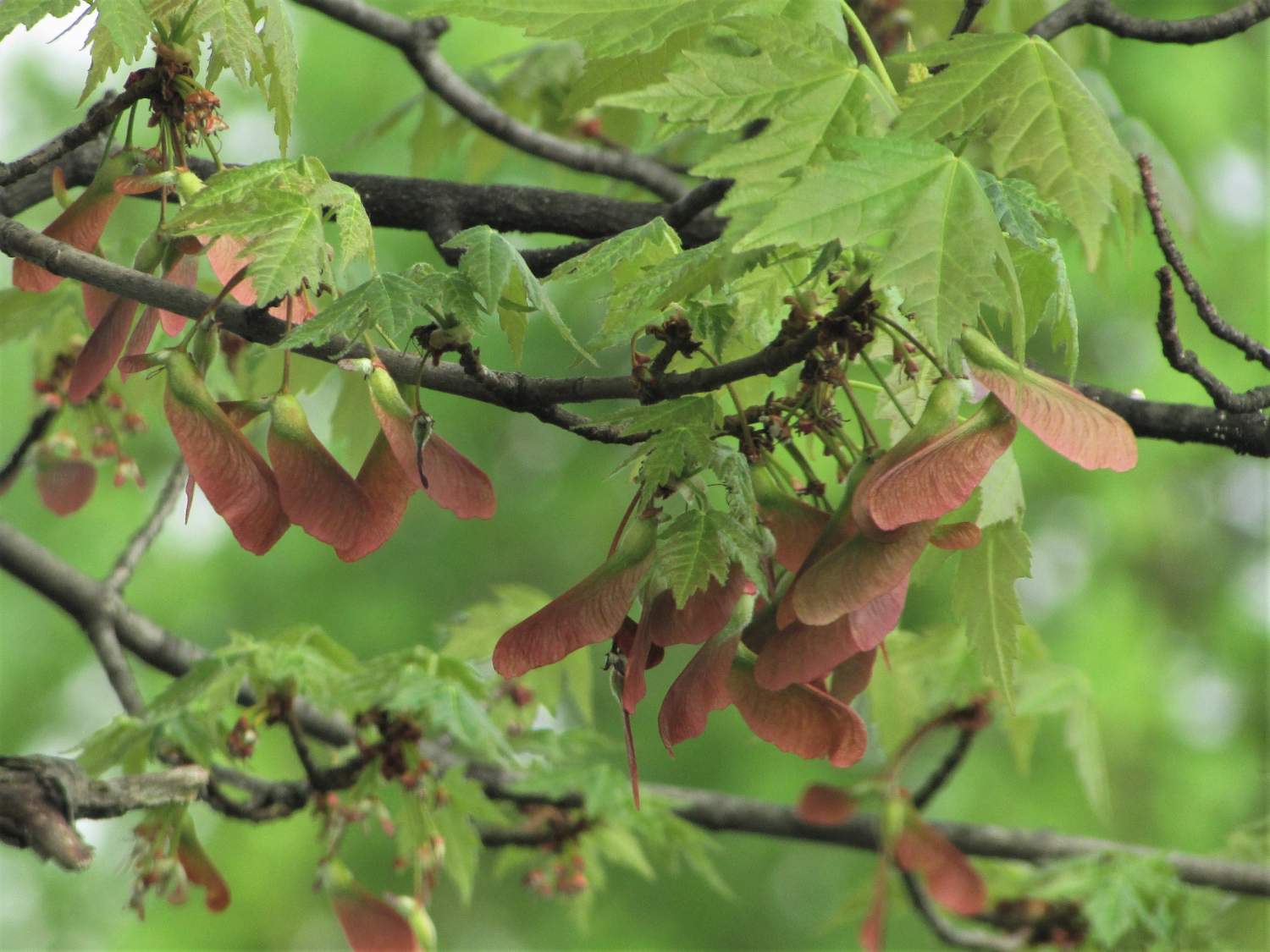 Solve Maple Seedlings jigsaw puzzle online with 88 pieces