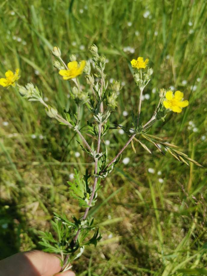 Solve C2 jigsaw puzzle online with 12 pieces