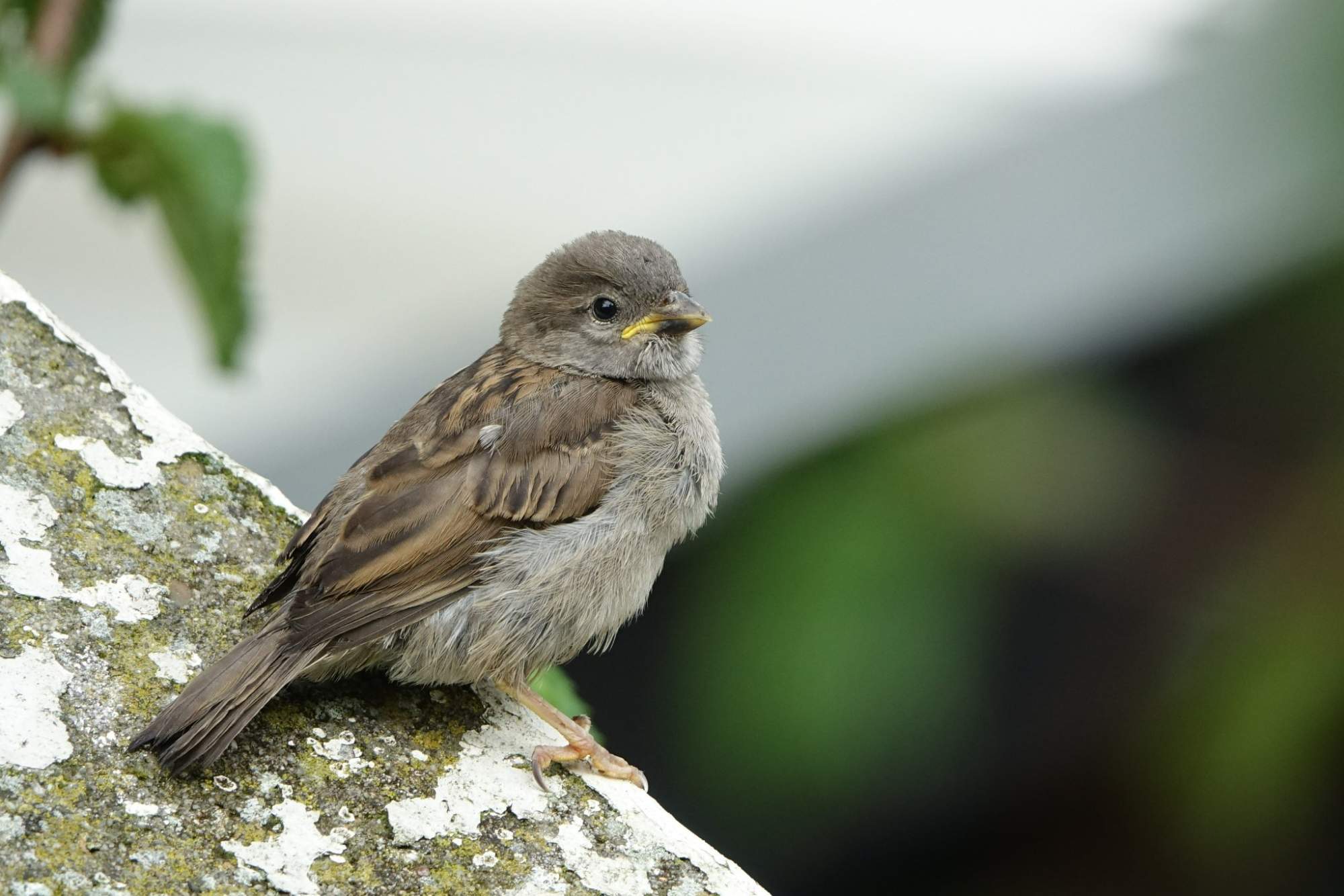 Solve Jong musje jigsaw puzzle online with 600 pieces