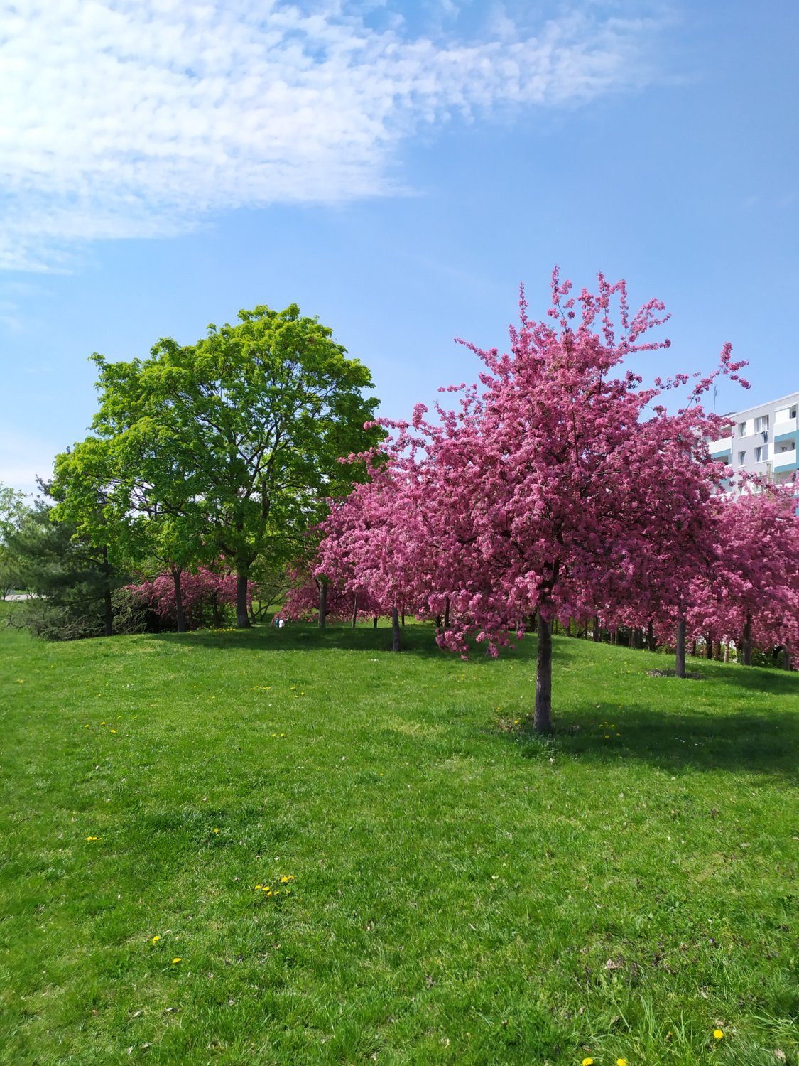 Solve Jarní jigsaw puzzle online with 63 pieces