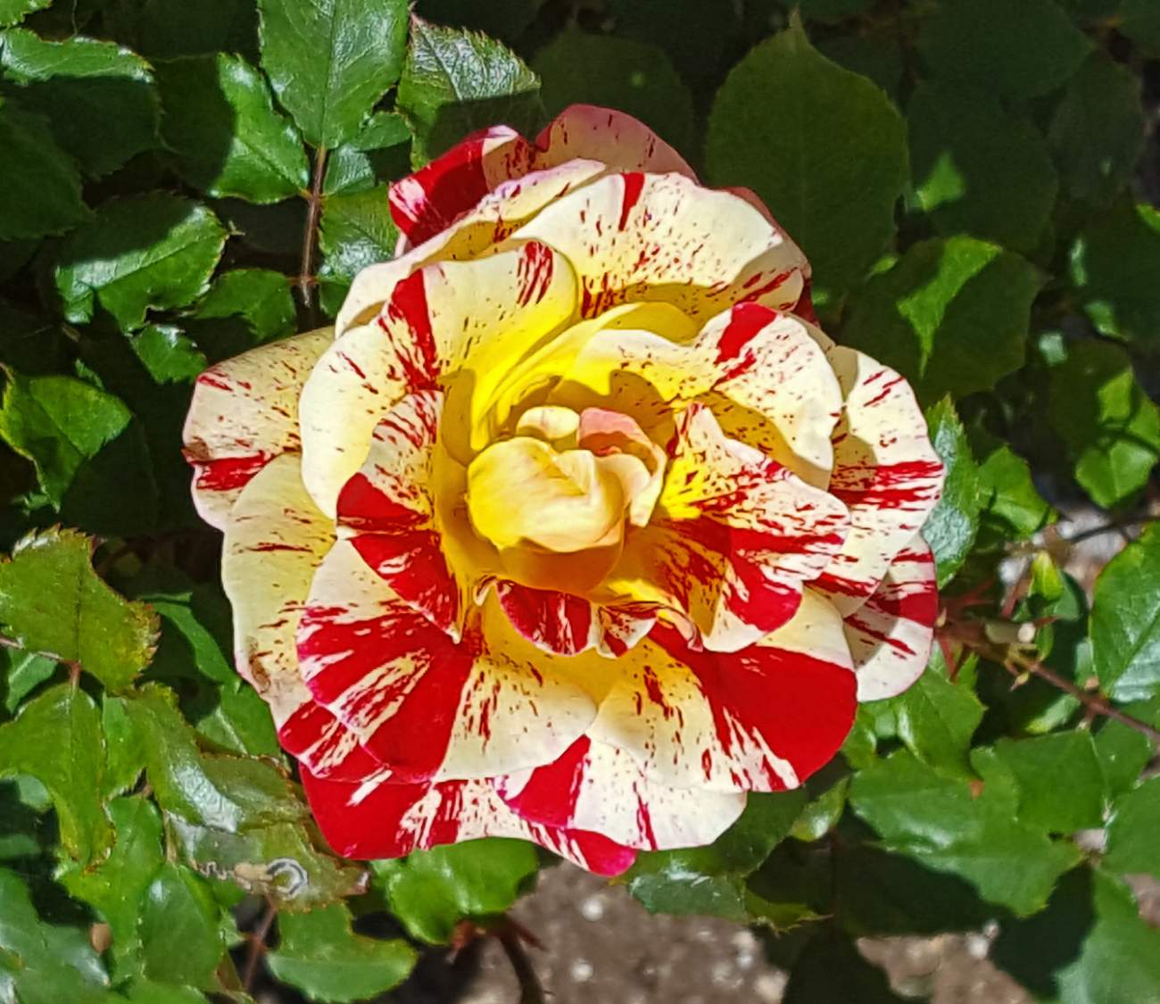 Solve George Burns Rose jigsaw puzzle online with 72 pieces
