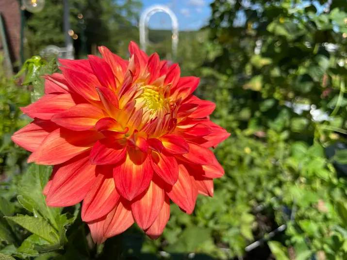 Solve Neon Splendor Dahlia jigsaw puzzle online with 99 pieces