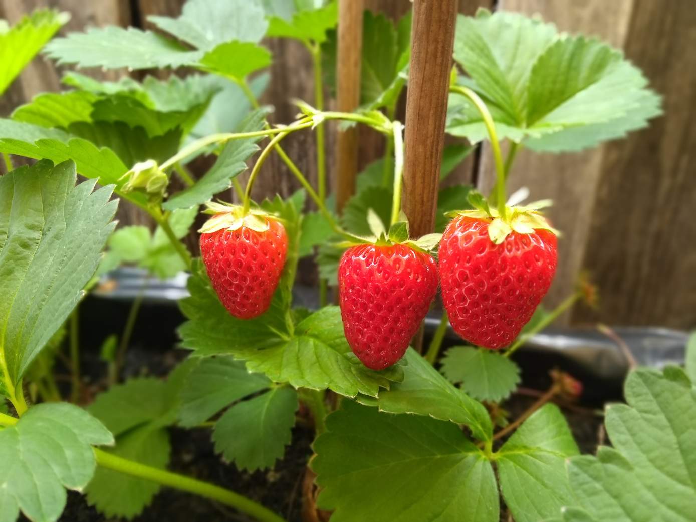 Jigsaw Puzzle | 35 pieces | The three strawberries | Jigidi