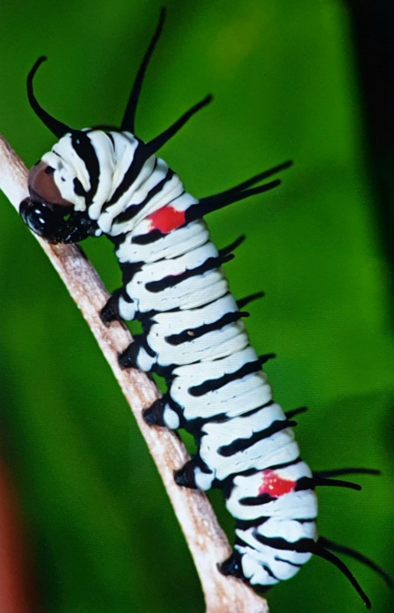 Jigsaw Puzzle | TREE NYMPH CATERPILLAR | 24 pieces | Jigidi