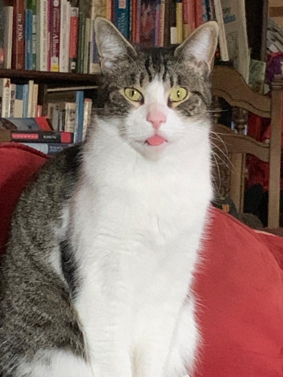 Solve Cholmondeley jigsaw puzzle online with 80 pieces