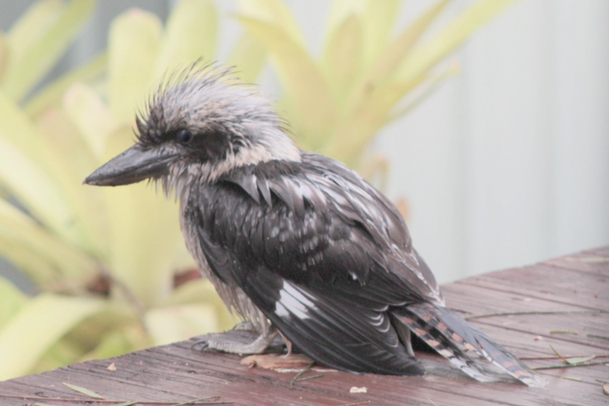 Solve I'm over Cyclone Albert. jigsaw puzzle online with 77 pieces