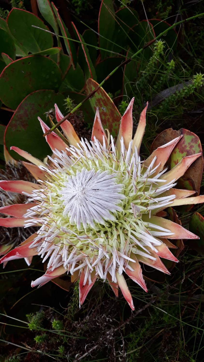 Solve Protea cynaroides jigsaw puzzle online with 252 pieces
