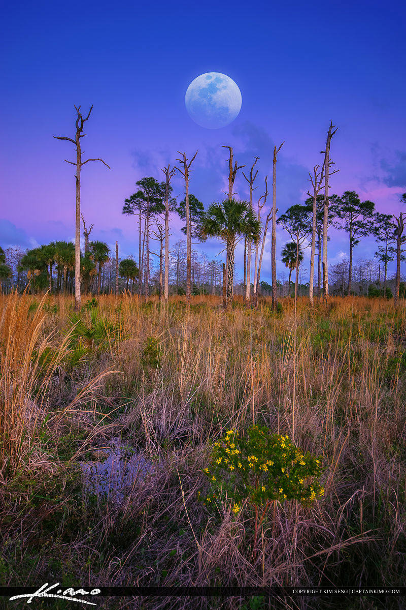 Solve Moon Over Florida's Wetlands jigsaw puzzle online with 96 pieces