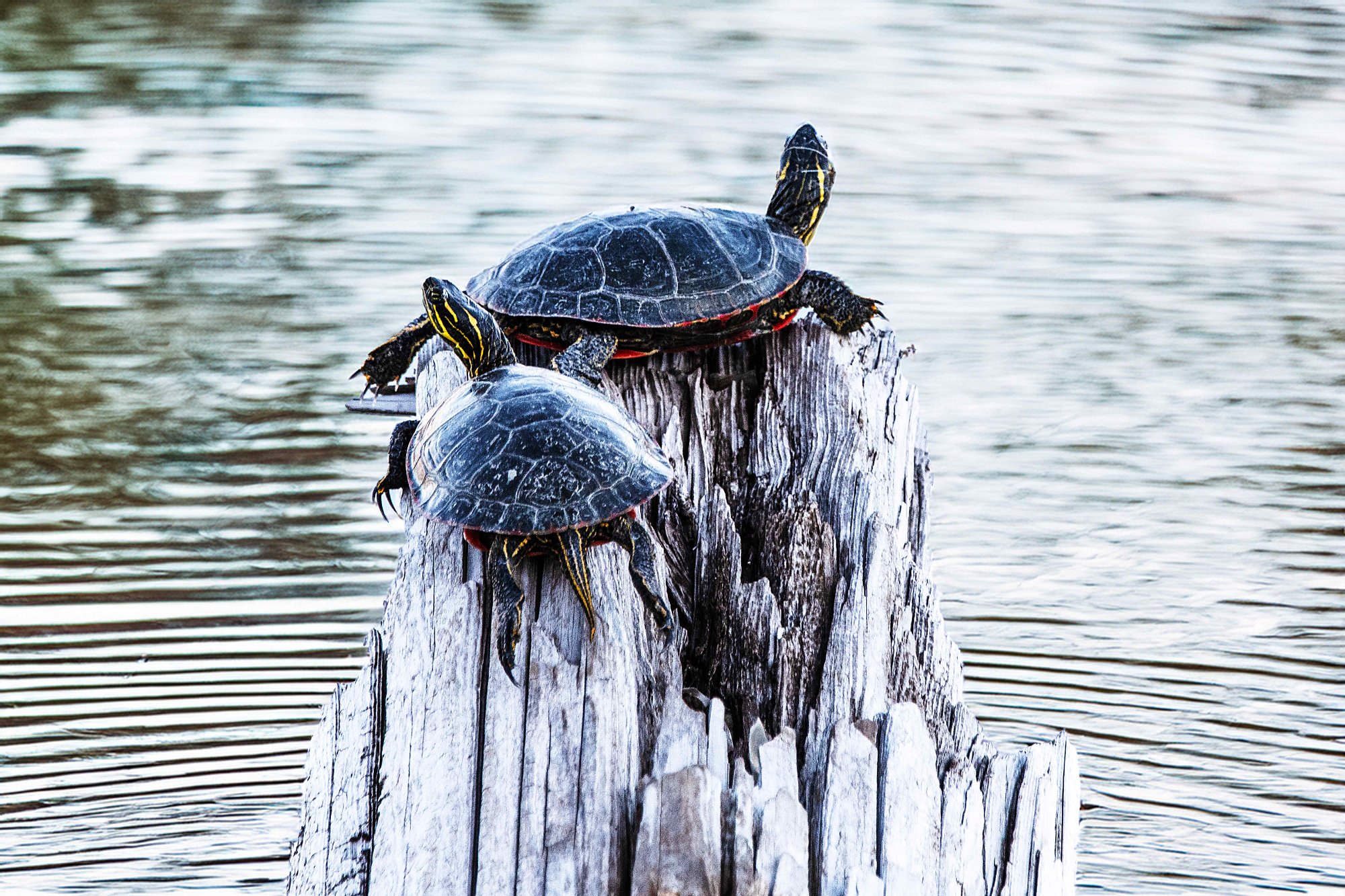 Solve Elizabeth Hall wetland 009 jigsaw puzzle online with 70 pieces