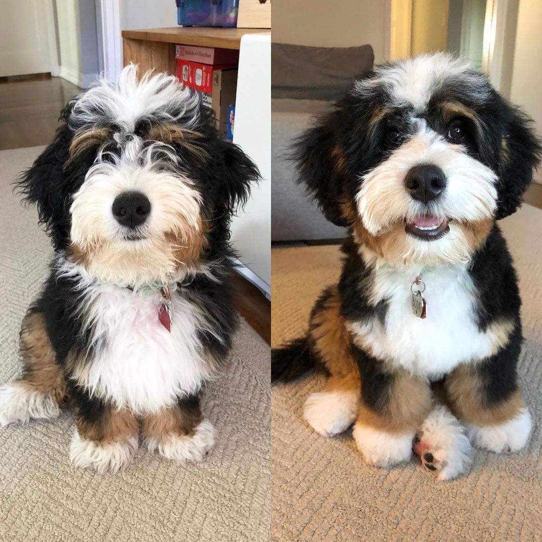 Solve Haircut or not jigsaw puzzle online with 81 pieces