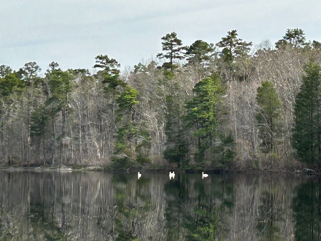 Solve Swans on Batsto Lake jigsaw puzzle online with 35 pieces