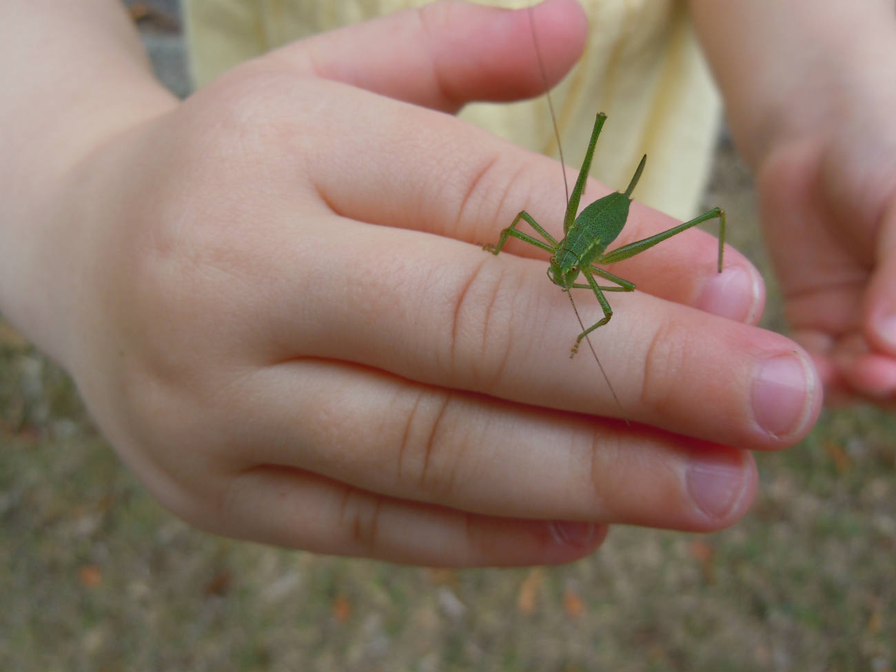 Solve Grasshopper on my grandaughters hand jigsaw puzzle online with ...