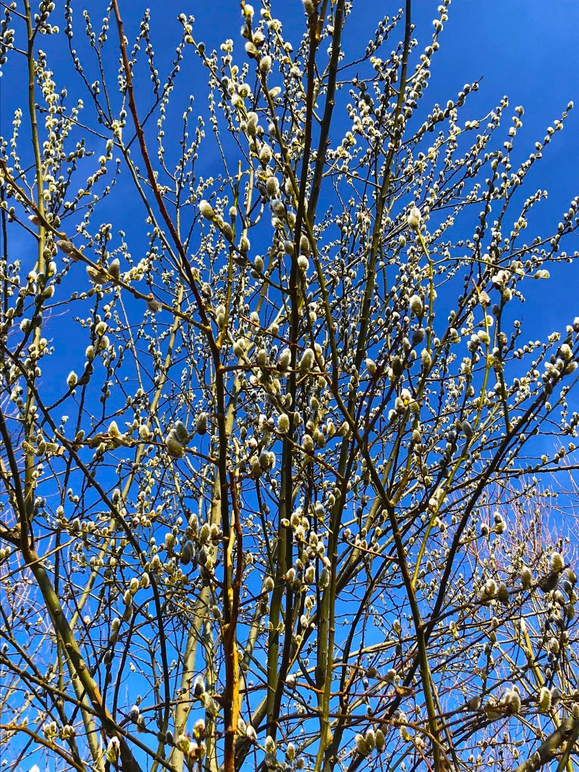 Solve Jaro - Spring jigsaw puzzle online with 12 pieces