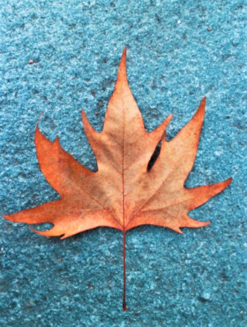 Solve "Maple" jigsaw puzzle online with 63 pieces