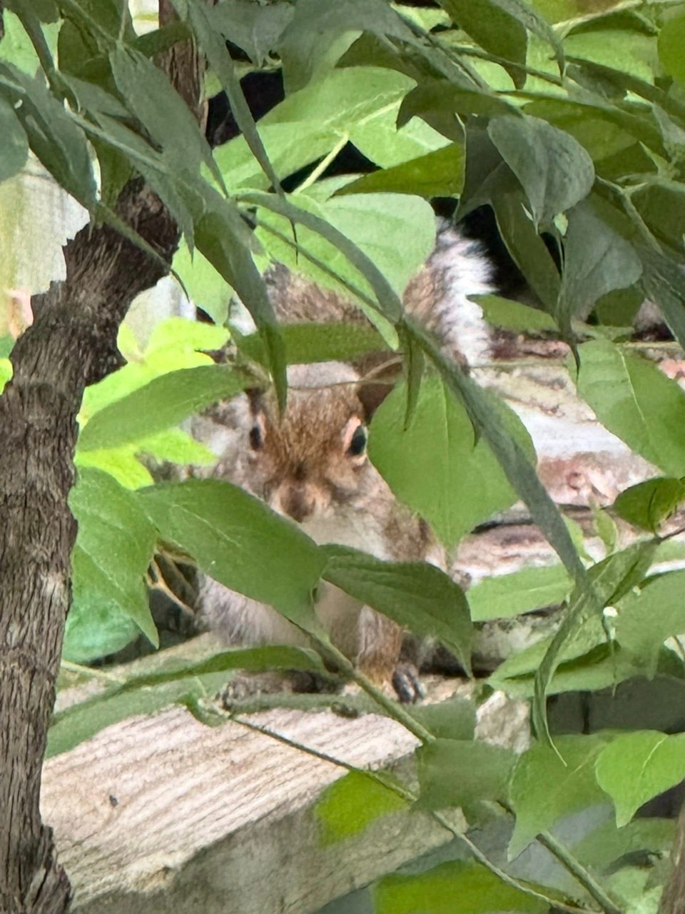 Solve Hello There! jigsaw puzzle online with 99 pieces