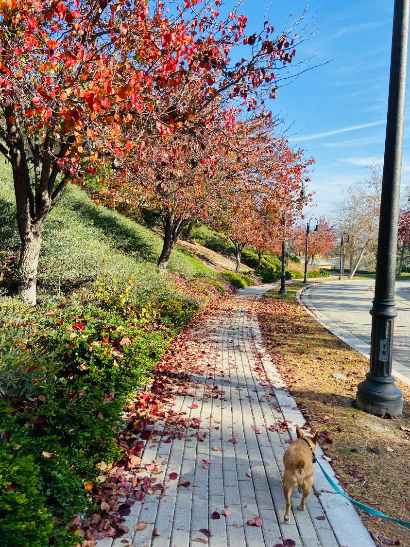 Solve Jack's afternoon walk jigsaw puzzle online with 30 pieces