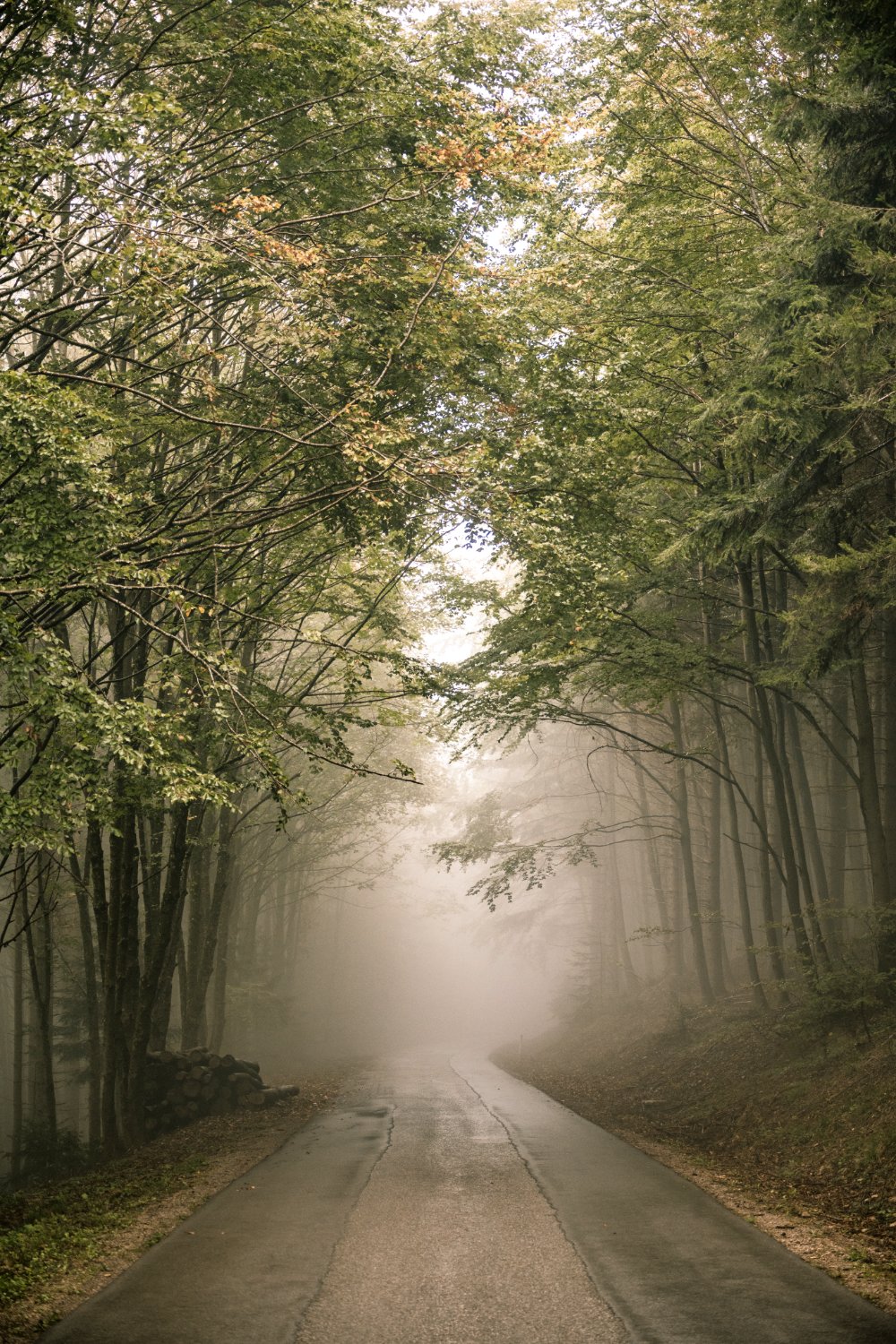 Solve foggy forest jigsaw puzzle online with 126 pieces