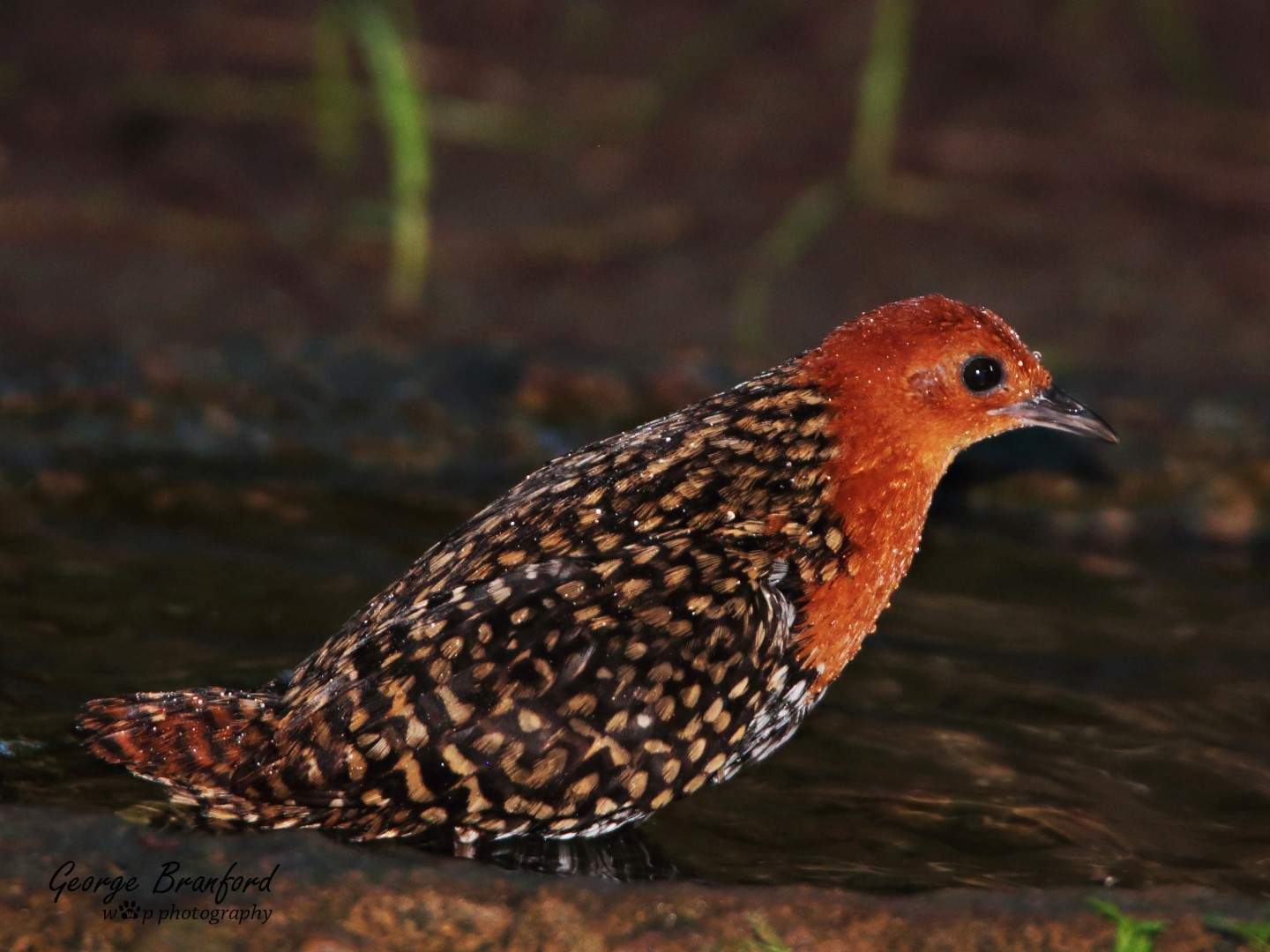 Solve Buff-spotted flufftail male jigsaw puzzle online with 63 pieces