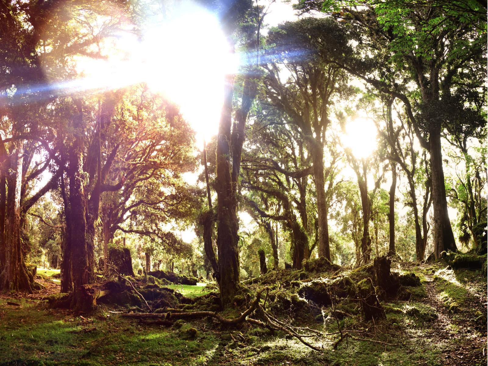 Solve Natural Puzzle jigsaw puzzle online with 221 pieces