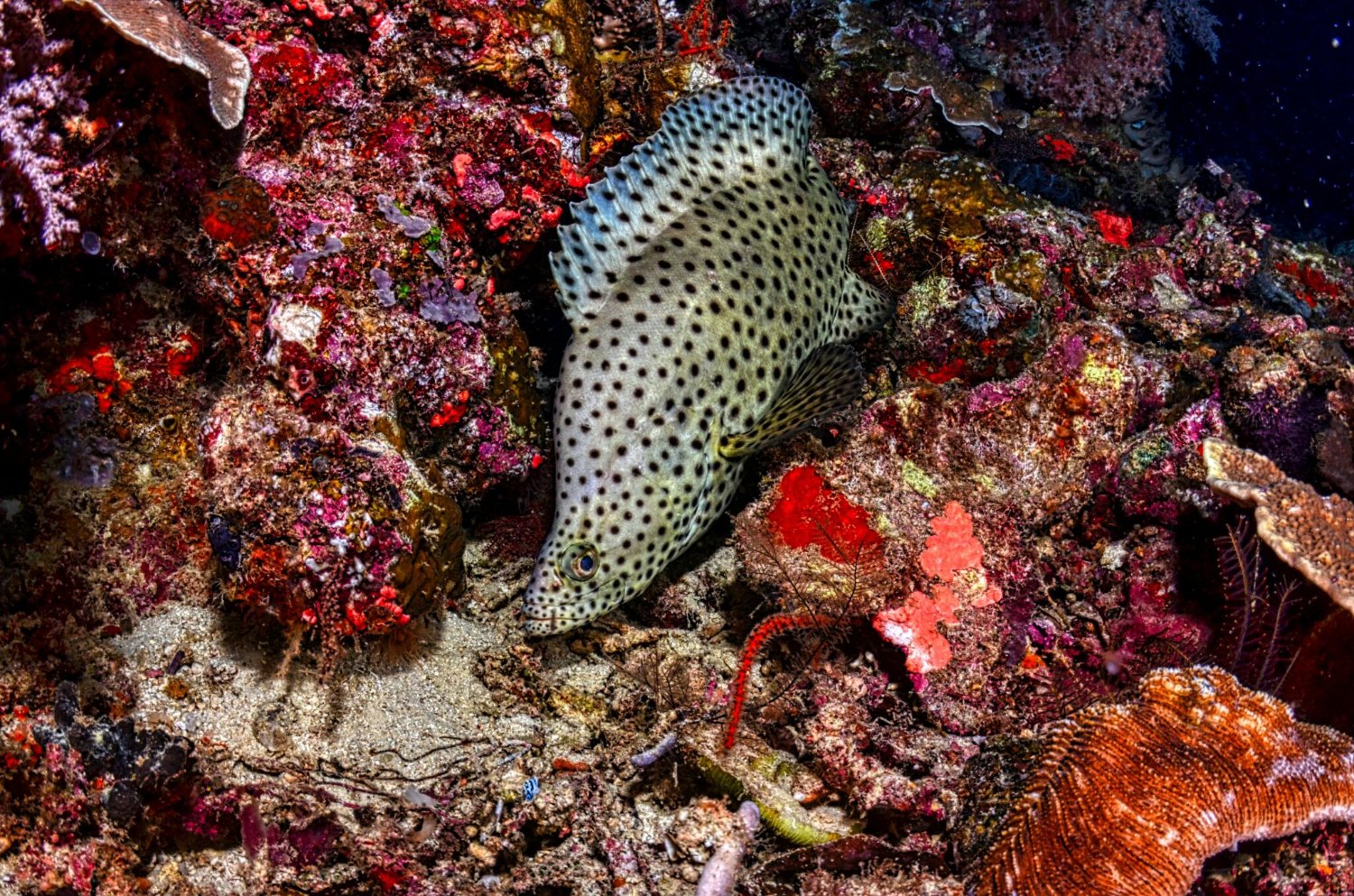 Solve Long-Lost ‘Legend’ Leopard Fish Rediscovered jigsaw puzzle online ...