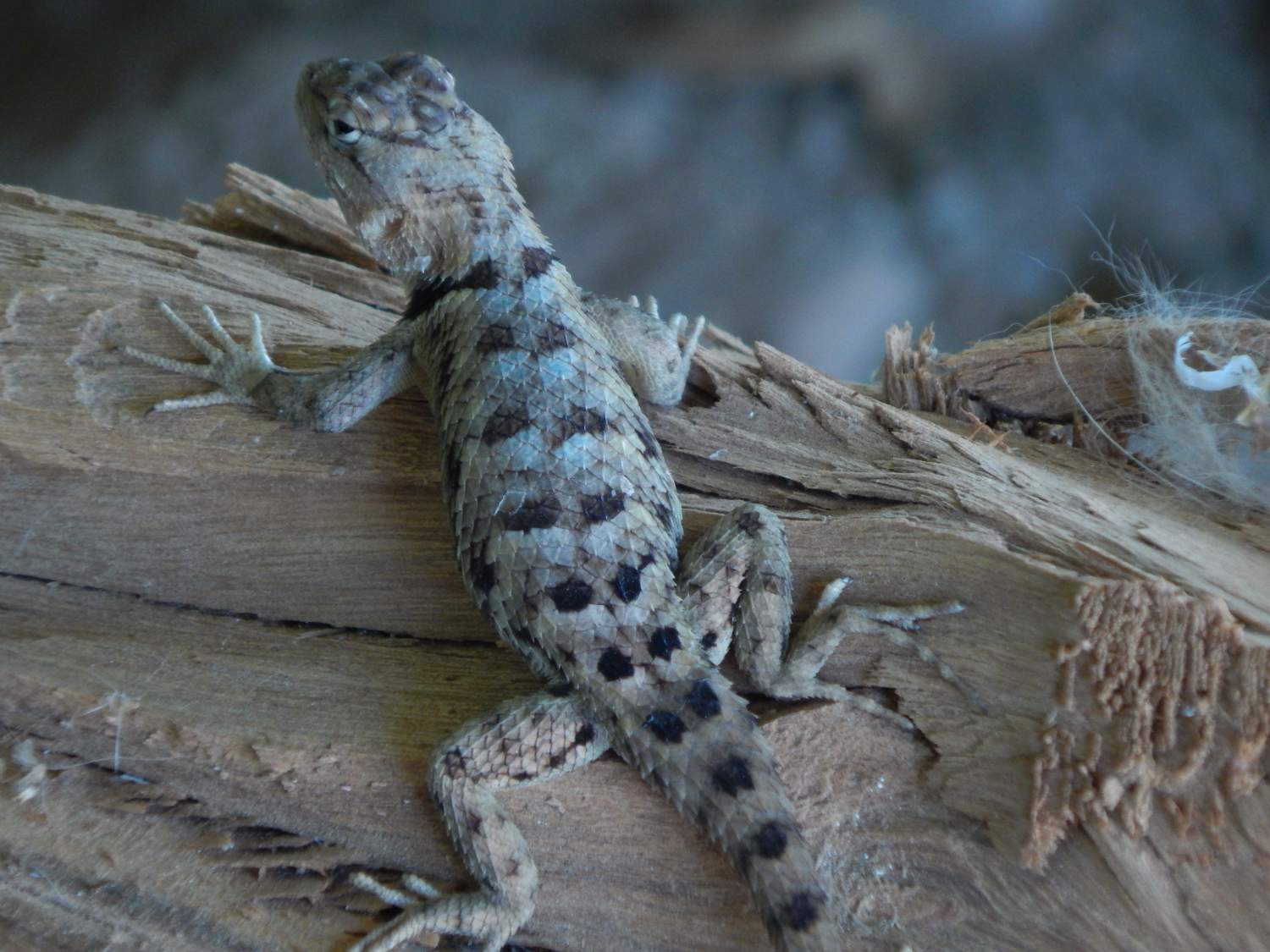 Jigsaw Puzzle | desert spiny lizard | 108 pieces | Jigidi