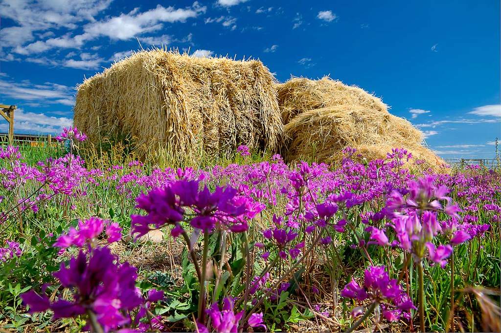 Solve Hay bales and spring flowers jigsaw puzzle online with 126 pieces