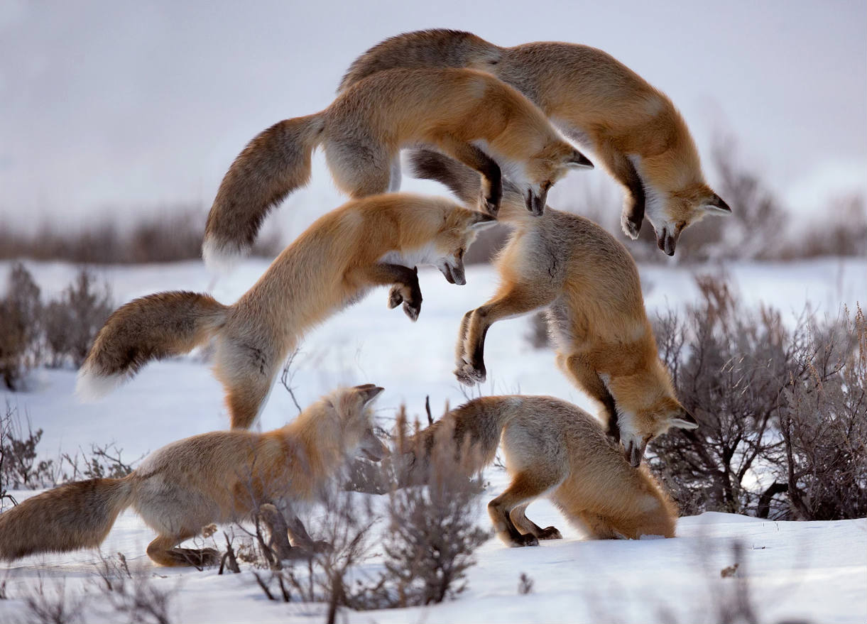Solve Red Fox Pounce - Time Sequence Photo by Jon Albert jigsaw puzzle ...