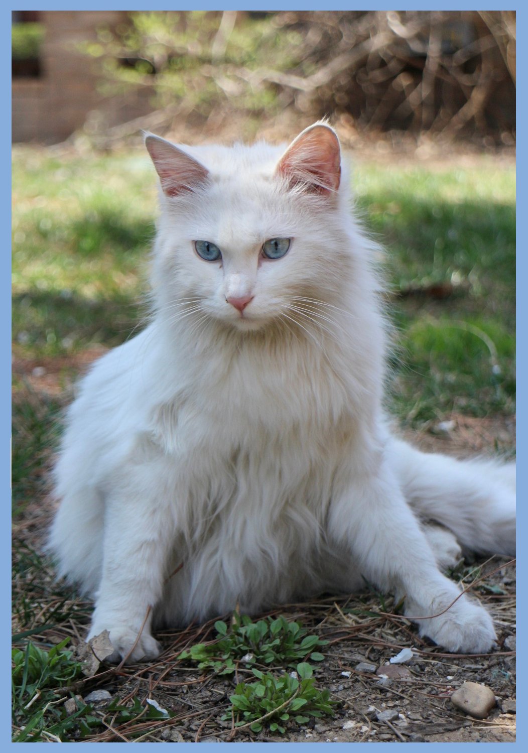 Solve Handsome Cat jigsaw puzzle online with 400 pieces