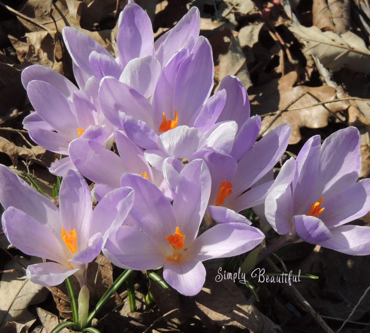 Solve Hello! Spring! We are back! Says the mighty little crocus. jigsaw ...