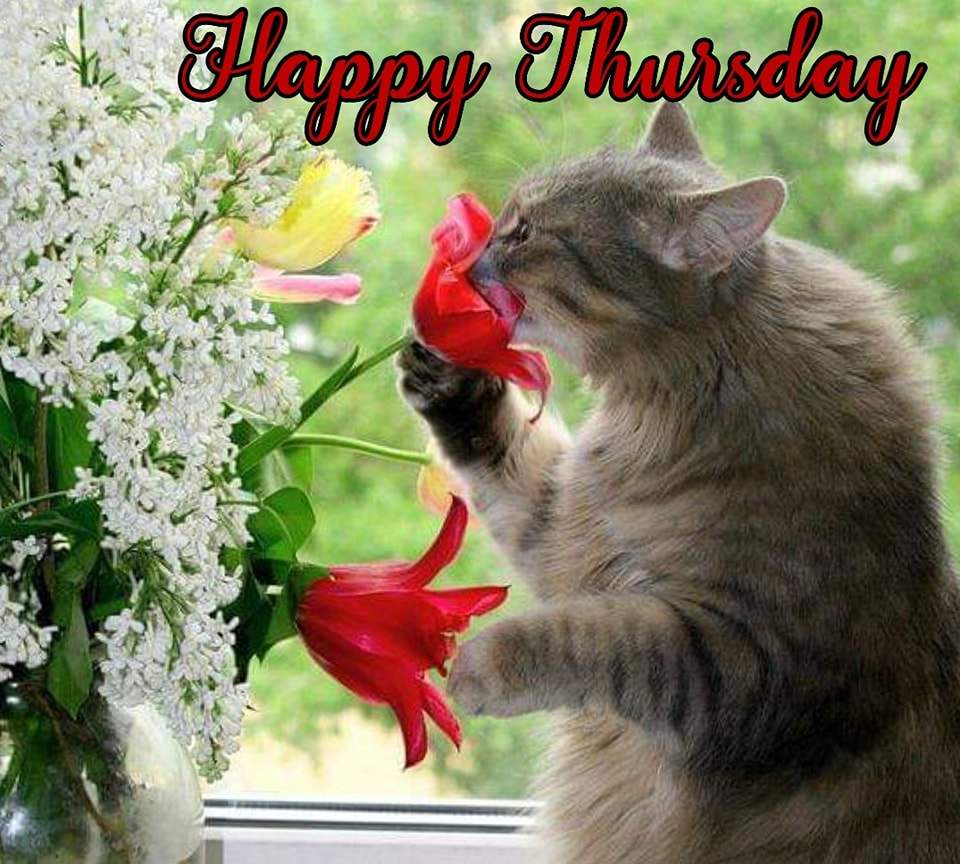 Jigsaw Puzzle | Happy Thursday.....Have a nice day | 30 pieces | Jigidi